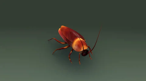 Cockroach rotating on grey background an... | Stock Video | Pond5