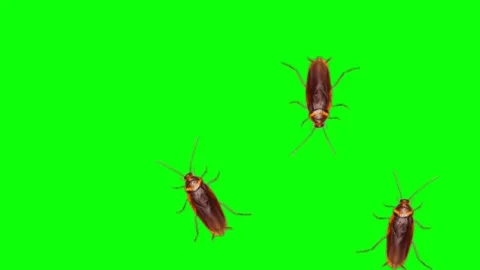 Cockroach Green Screen Stock Footage ~ Royalty Free Stock Videos | Pond5