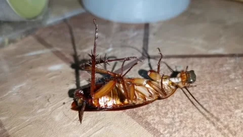 Dying Cockroach Stock Video Footage | Royalty Free Dying Cockroach ...