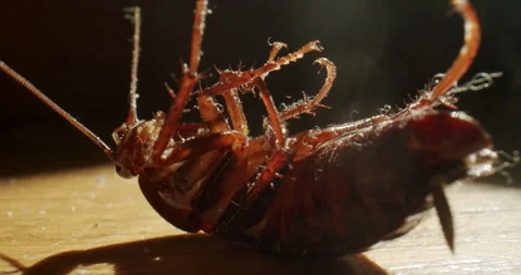 Cockroache dying flipping over onto its ... | Stock Video | Pond5