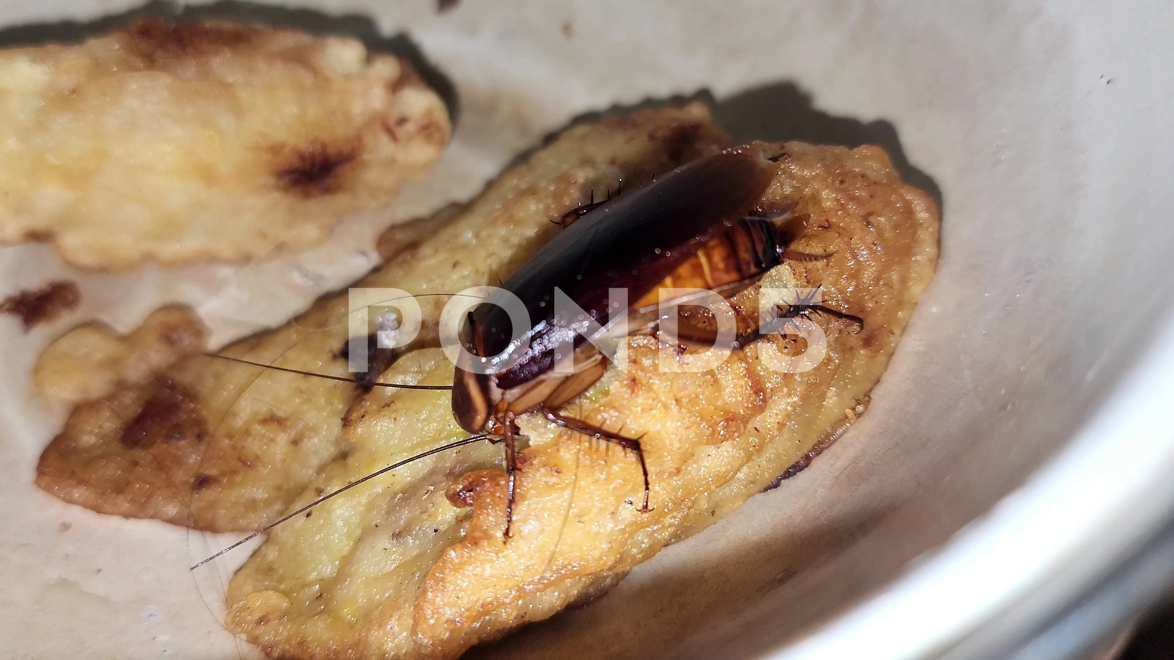 Fried Cockroach Recipe