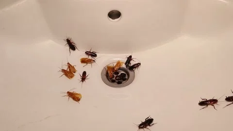 Cockroaches in the bathroom on sink, ins... | Stock Video | Pond5