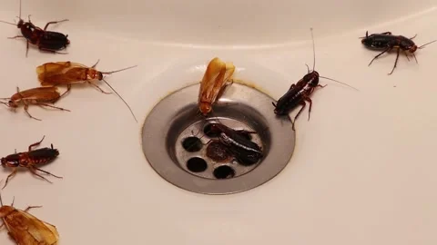Cockroaches in the bathroom on sink, ins... | Stock Video | Pond5