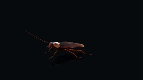Cockroaches insects fast running on blac... | Stock Video | Pond5