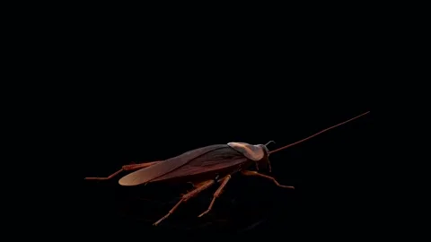 Cockroaches insects fast running on blac... | Stock Video | Pond5