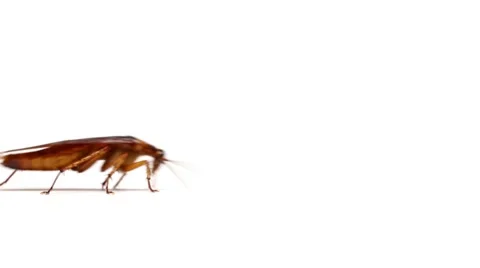 Insects Stock Video Footage | Royalty Free Insects Videos | Pond5