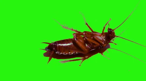 Cockroaches on isolated green screen | Stock Video | Pond5