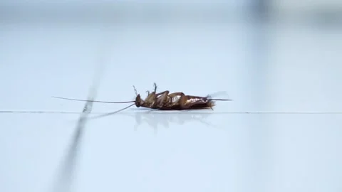 Cockroaches lie sprawl, legs moves aroun... | Stock Video | Pond5