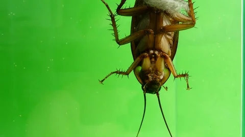 Cockroaches walk on the glass with green... | Stock Video | Pond5