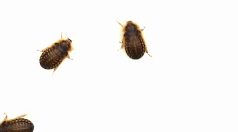 Cockroaches walking on a white backgroun... | Stock Video | Pond5