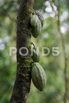 Photograph: Cocoa beans hanging on tree in Kerala, South India #122742117