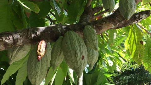 cocoa, how does cocoa grow, cocoa tree, ... | Stock Video | Pond5