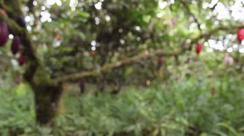 Cocoa pod suffering from Frosty Pod Rot | Stock Video | Pond5