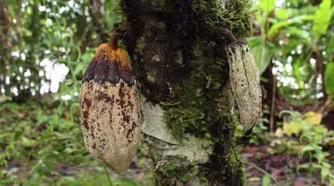 Frosty_ X Stock Videos – Royalty-Free HD & 4K Videos