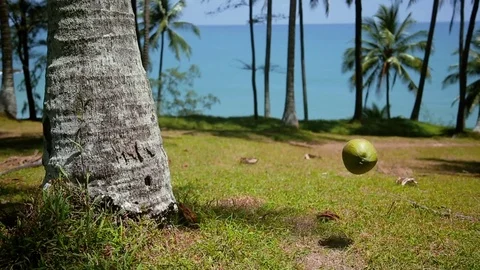 Coconut Falling From Palm Tree To The Gr... | Stock Video | Pond5