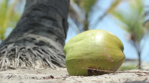 Coconut Falling from Tree to ground | Stock Video | Pond5