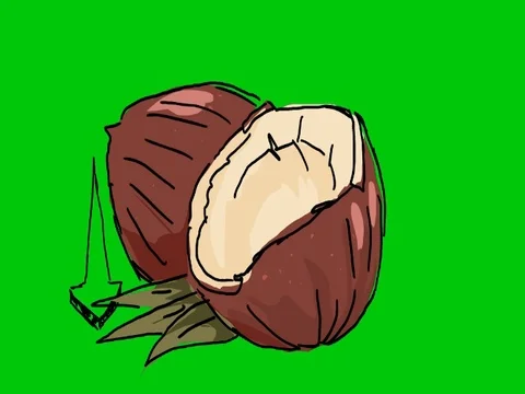 Coconut - Hand Drawn - Green Screen - SD | Stock Video | Pond5