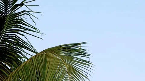 Coconut leaves moving with air under the... | Stock Video | Pond5