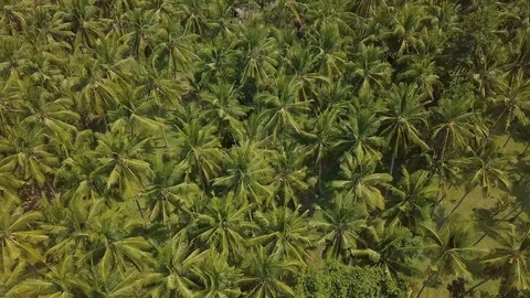 Coconut palm tree plantation top view fr... | Stock Video | Pond5