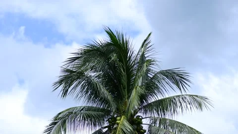 coconut palm trees with blue sky and clo... | Stock Video | Pond5