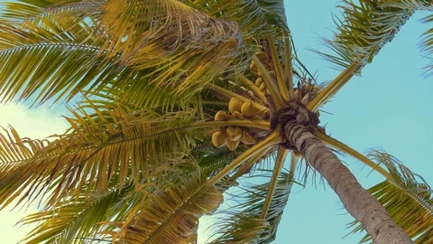Coconut palm trees bottom view. Tropical... | Stock Video | Pond5