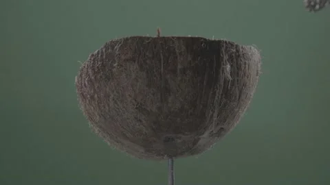 Coconut rotating with loop on green scre... | Stock Video | Pond5