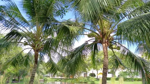 Coconut tree swaying in the sun and wind... | Stock Video | Pond5