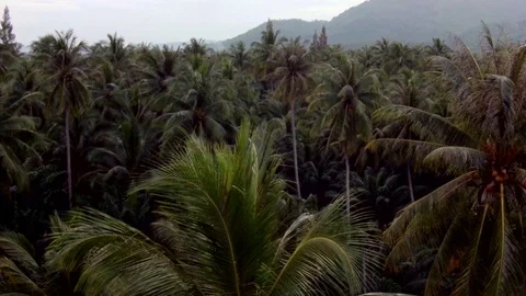 Coconut Rain Stock Video Footage | Royalty Free Coconut Rain Videos | Pond5