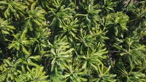 Coconut tree on top view | Stock Video | Pond5