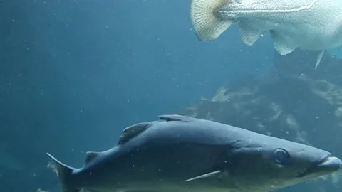 Coalfish Stock Footage ~ Royalty Free Stock Videos | Pond5