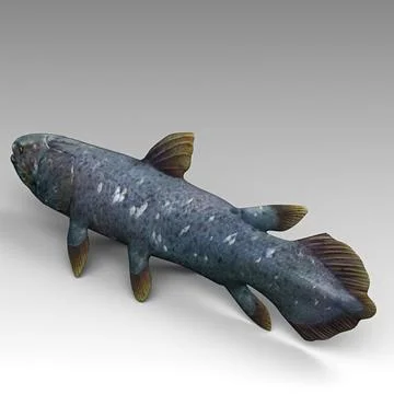 Coelacanth ~ 3D Model ~ Download #90998106 | Pond5