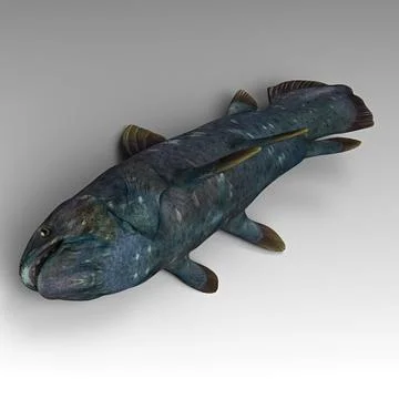 Coelacanth ~ 3D Model ~ Download #90998106 | Pond5