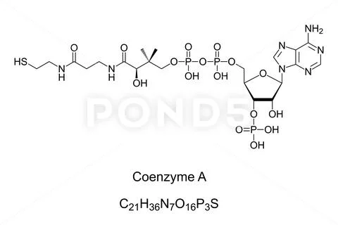 Coenzyme A, chemical formula and skeletal structure Illustration #148117532