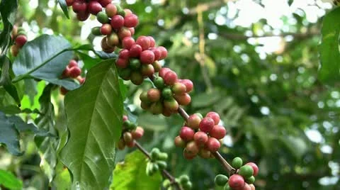 Coffee beans (zoom in) | Stock Video | Pond5