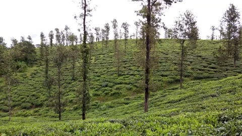 Coffee crop plantation in Coorg hill sta... | Stock Video | Pond5