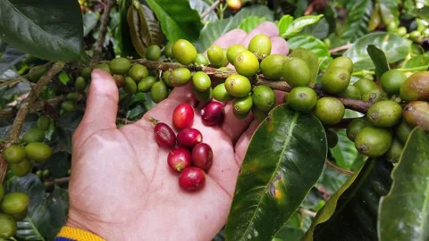 Coffee Collsct Stock Videos – Royalty-Free HD & 4K Videos | Pond5