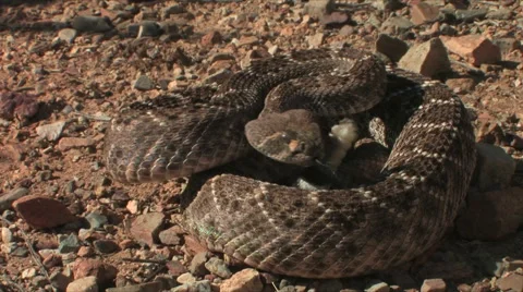 a coiled western diamondback rattlesnake... | Stock Video | Pond5