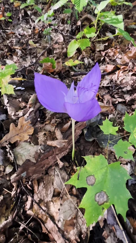 Boys In Blooms Stock Videos – Royalty-Free HD & 4K Videos