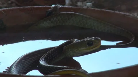 Snake Attack Stock Footage ~ Royalty Free Stock Videos | Pond5