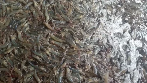 Cold chain vannamei shrimp packaging pro... | Stock Video | Pond5