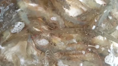 Cold chain vannamei shrimp packaging pro... | Stock Video | Pond5
