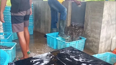 Cold chain vannamei shrimp sorting proce... | Stock Video | Pond5