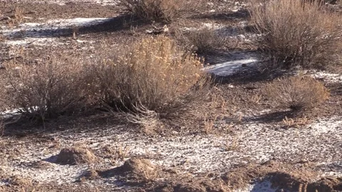 Cold Wind Very Windy in High Elevation D... | Stock Video | Pond5