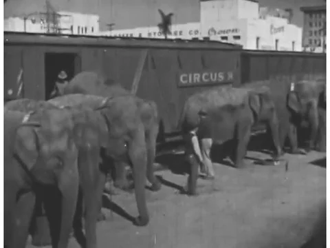 Cole Bros Circus elephants, ponies, show... | Stock Video | Pond5