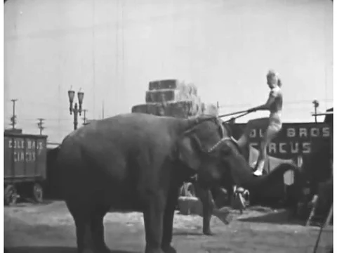 Elephant Circus Stock Footage ~ Royalty Free Stock Videos | Pond5