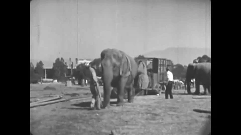 Cole Brothers Circus elephants are used ... | Stock Video | Pond5