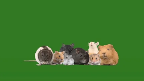 collage of rodents on a green screen | Stock Video | Pond5