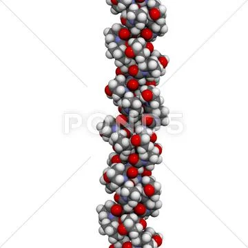 Collagen model protein, chemical structure. ~ Clip Art #29810239