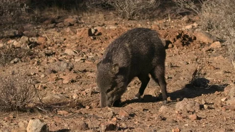 Collared Peccary aka Javelina in Desert ... | Stock Video | Pond5