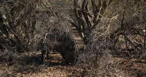 Javelina Stock Video Footage | Royalty Free Javelina Videos | Pond5